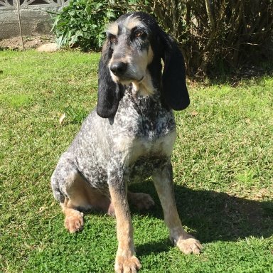 Audi A6 C6 Airbag module coding. | Ross-Tech Forums