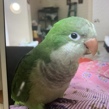 New to forum | Ross-Tech Forums