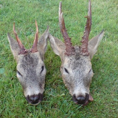 2008 Polo 1,4TDI 005120 EGR Electrical mailfuntion after replacement | Ross-Tech Forums